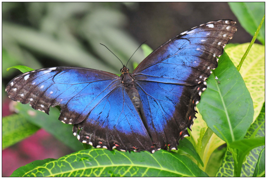 Morpho (recto) photo et image | macro nature, macro insectes, papillons ...