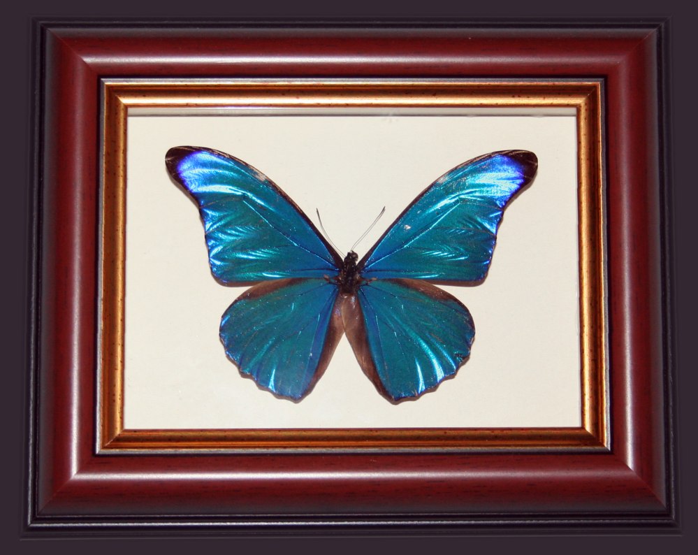 Morpho rhetenor Foto & Bild | tiere, natur Bilder auf fotocommunity