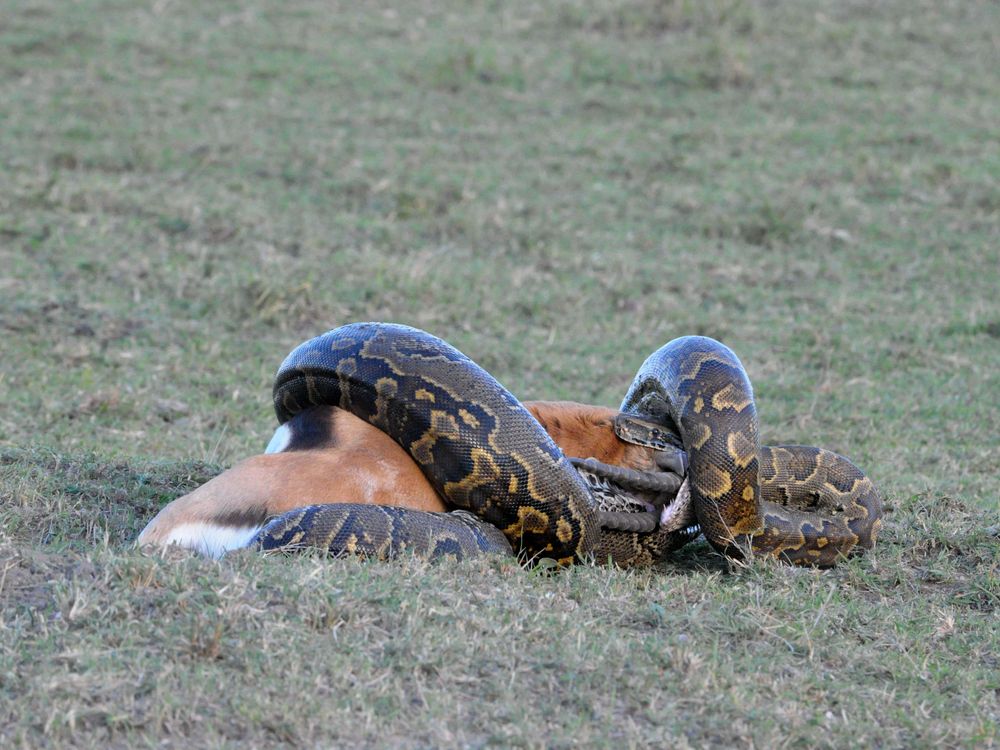 " Mort lente par étouffement " photo et image | animaux, animaux ...