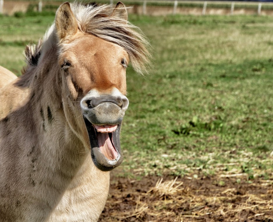 Morte De Rire Photo Et Image Animaux Animaux Domestiques Les Chevaux Images Fotocommunity