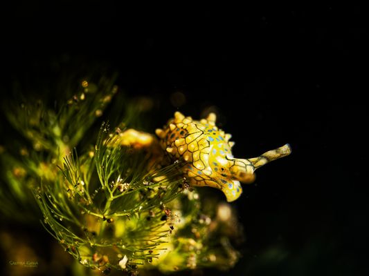 Unterwasser Bilder & Fotos