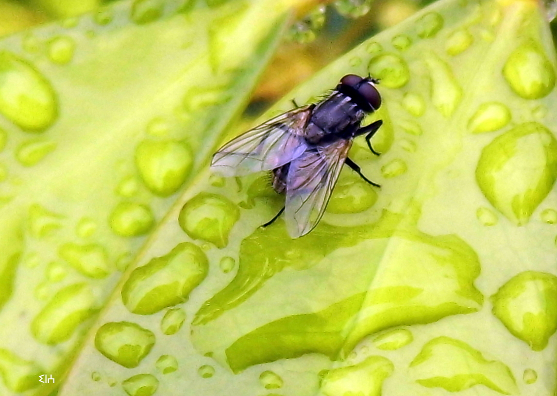 Mosca Imagen & Foto | animales, animales salvajes, macros Fotos de ...