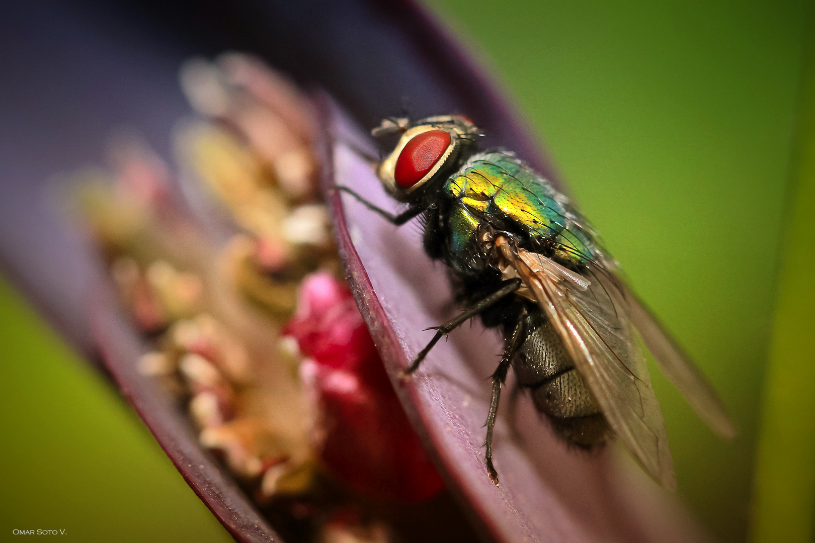 MOSCA Imagen & Foto | macrofotografía, naturaleza Fotos de fotocommunity