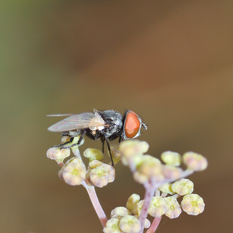 mosca Foto % Immagini| macro e close up, natura Foto su fotocommunity