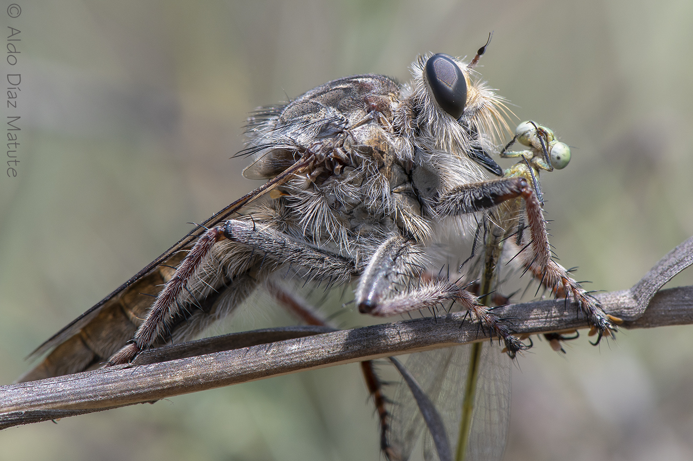 Mosca Asesina (Orden Diptera / Familia Asilidae) Imagen & Foto ...