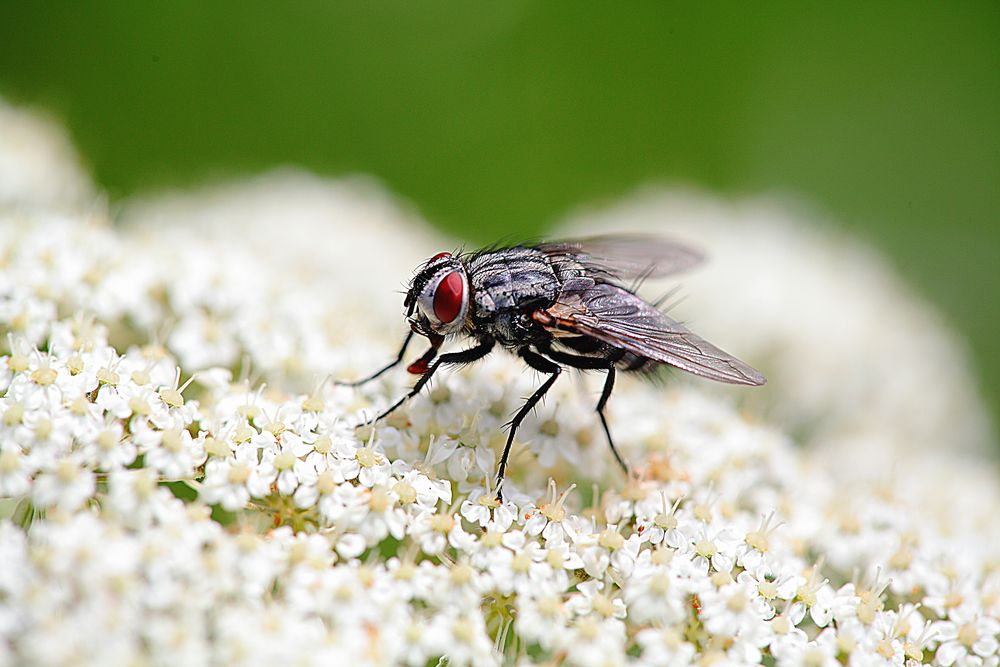 Mosca Imagen & Foto | mosca, insecto, el mundo de los anim Fotos de ...
