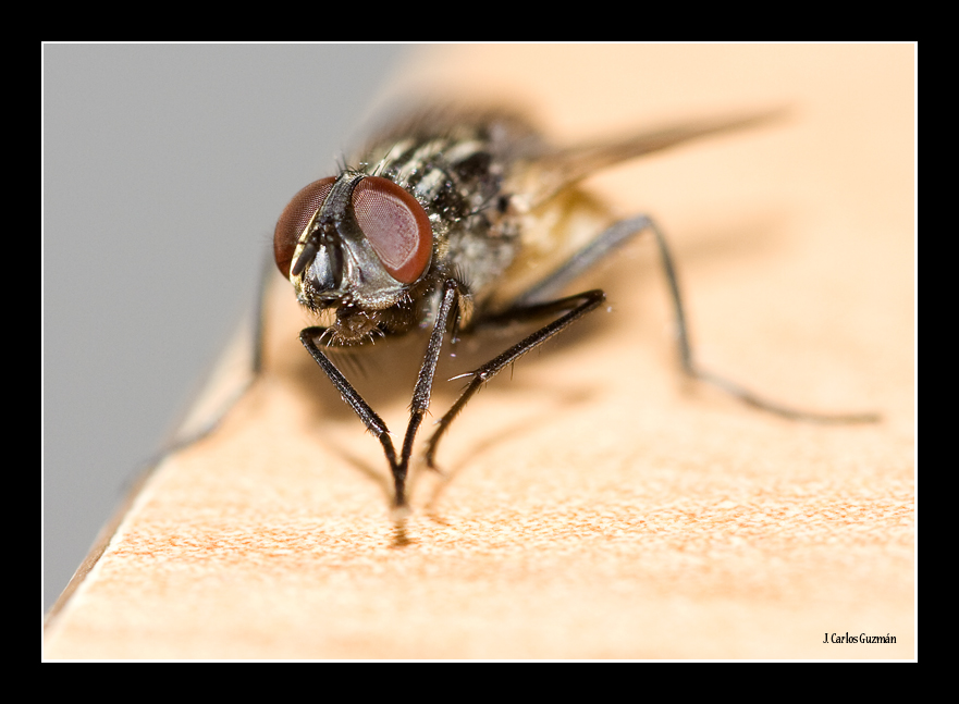MOSCA COMUN Imagen & Foto | animales, animales domésticos, naturaleza ...