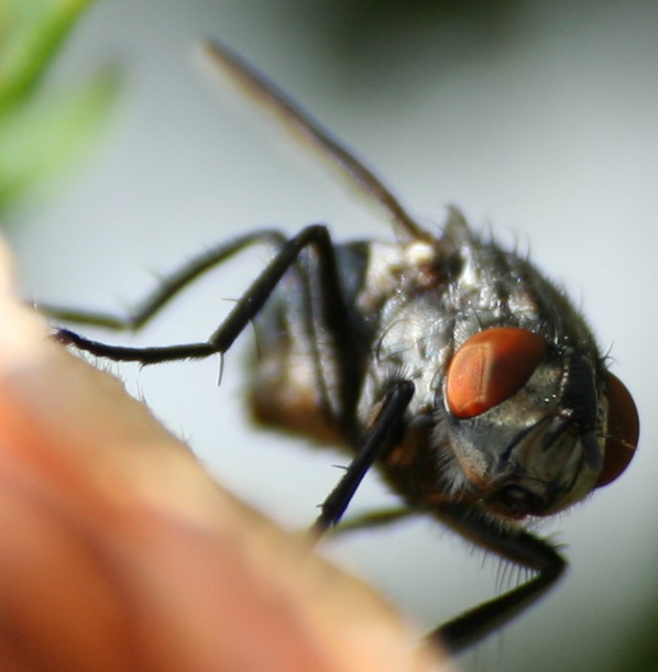 Mosca Común Imagen & Foto | animales, invertebrados , naturaleza Fotos ...