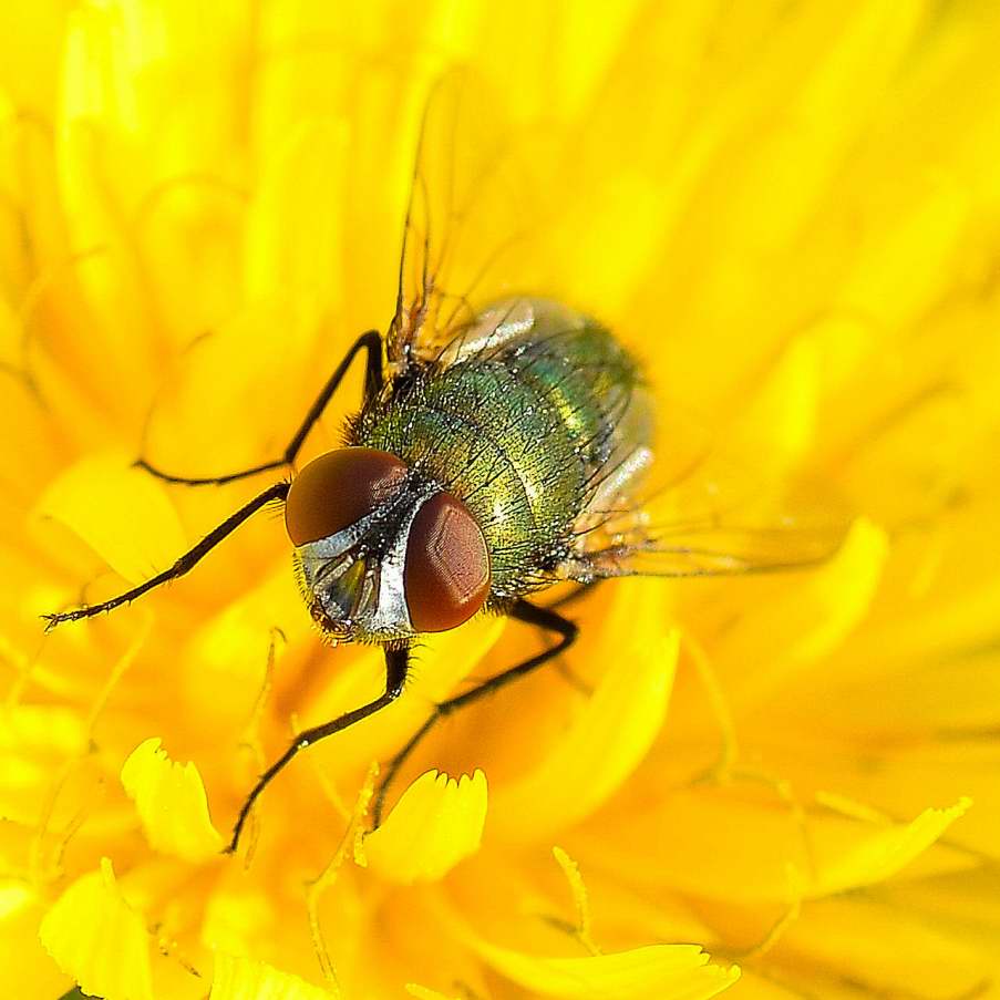 mosca Foto % Immagini| macro e close up, natura Foto su fotocommunity