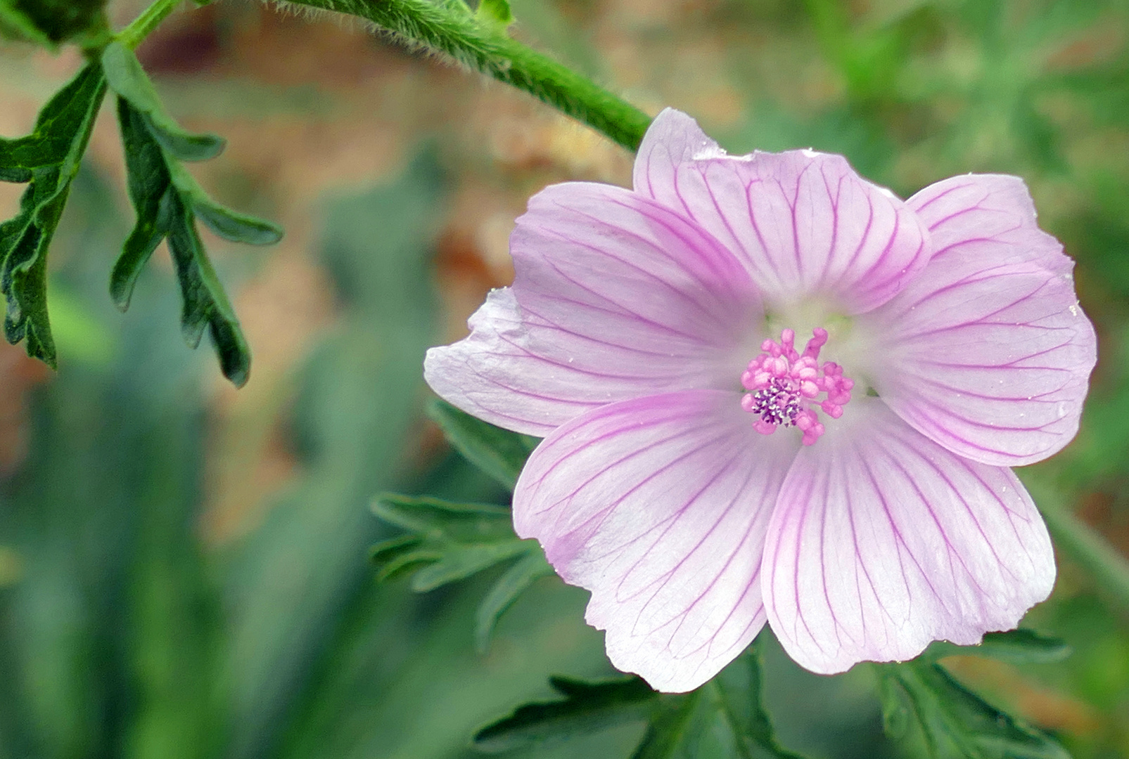 Moschus-Malve Foto & Bild | spezial, natur, pflanzen Bilder auf ...
