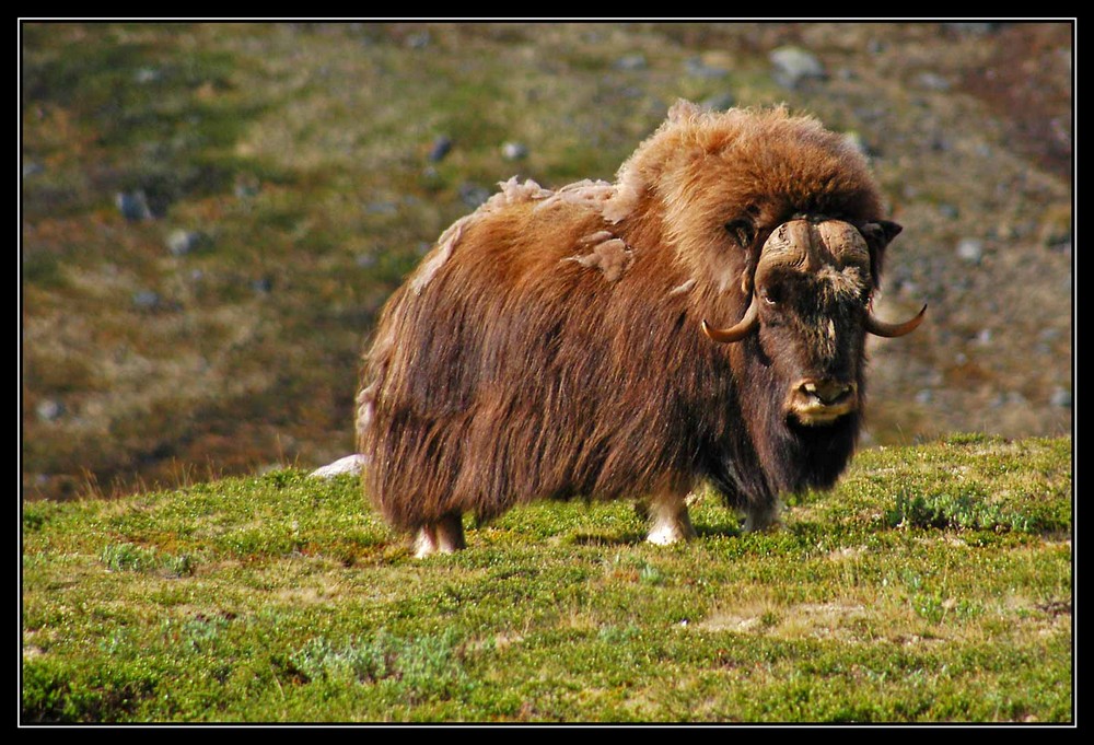 Moschus Ochse Foto & Bild | tiere, wildlife, wildlife: sonstige tiere ...