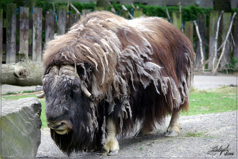 Moschus Ochse Foto & Bild | tiere, zoo, wildpark & falknerei ...