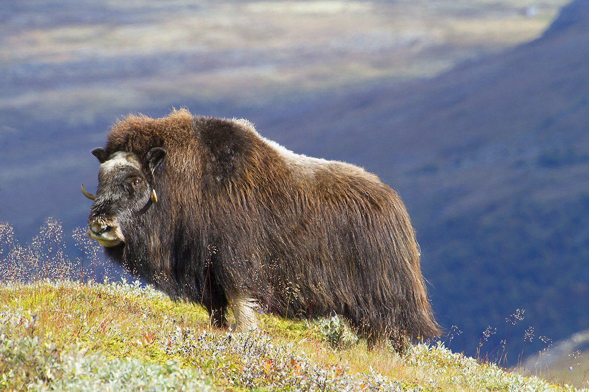 Moschusochse Foto & Bild | natur, landschaft, norwegen Bilder auf ...
