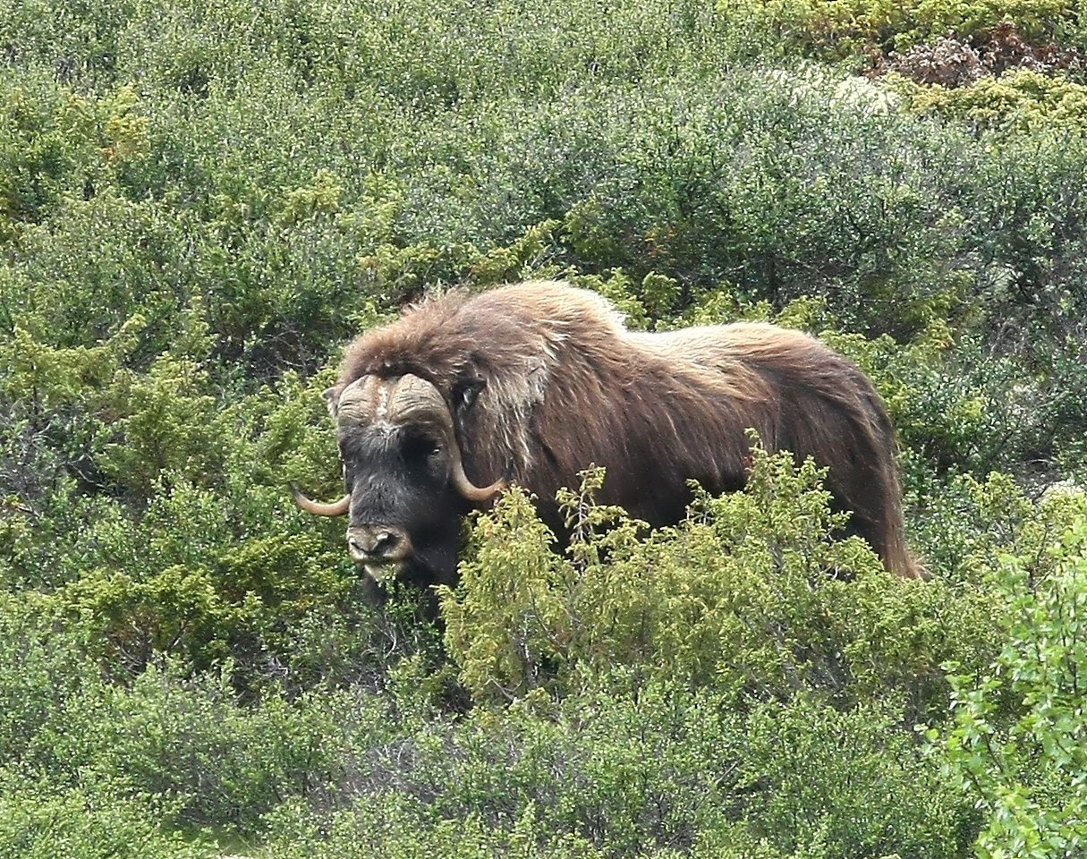 Moschusochse Foto & Bild | tiere, wildlife, säugetiere Bilder auf ...