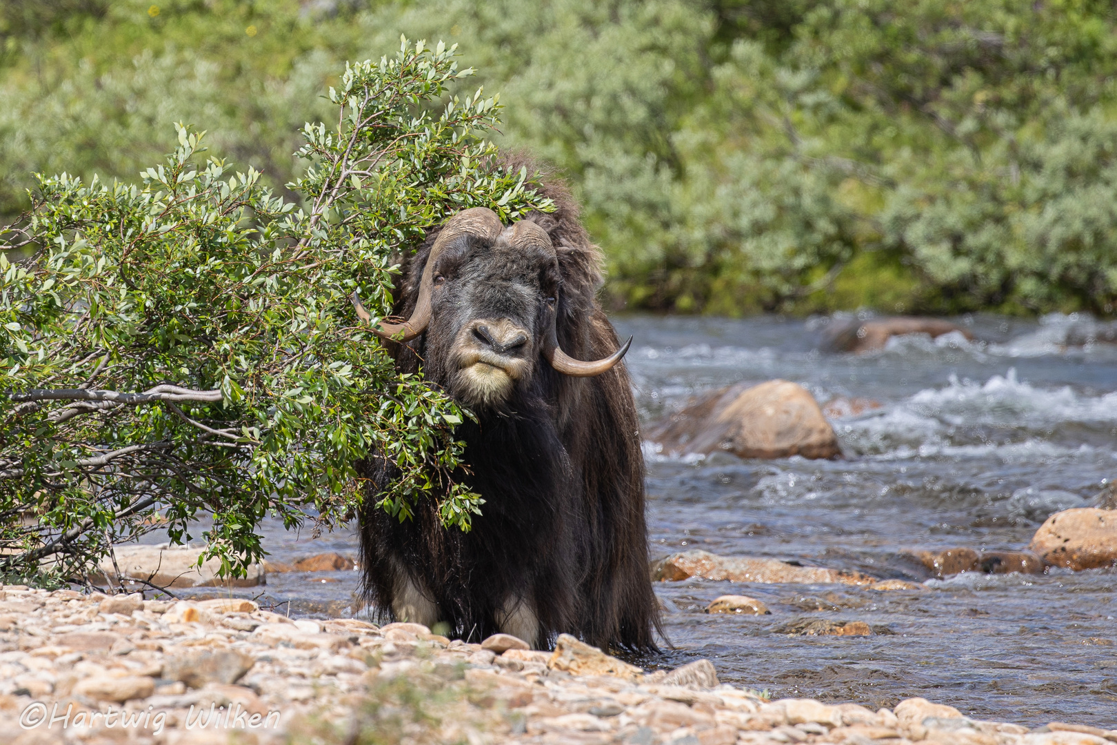 Moschusochse Foto & Bild | tiere, wildlife, säugetiere Bilder auf ...