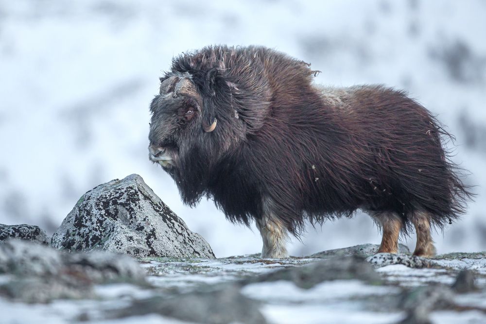 Moschusochse Foto & Bild | tiere, wildlife, wildlife: sonstige tiere ...