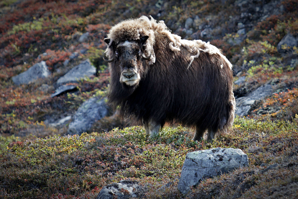 Moschusochse Foto & Bild | north america, greenland, viecher Bilder auf ...