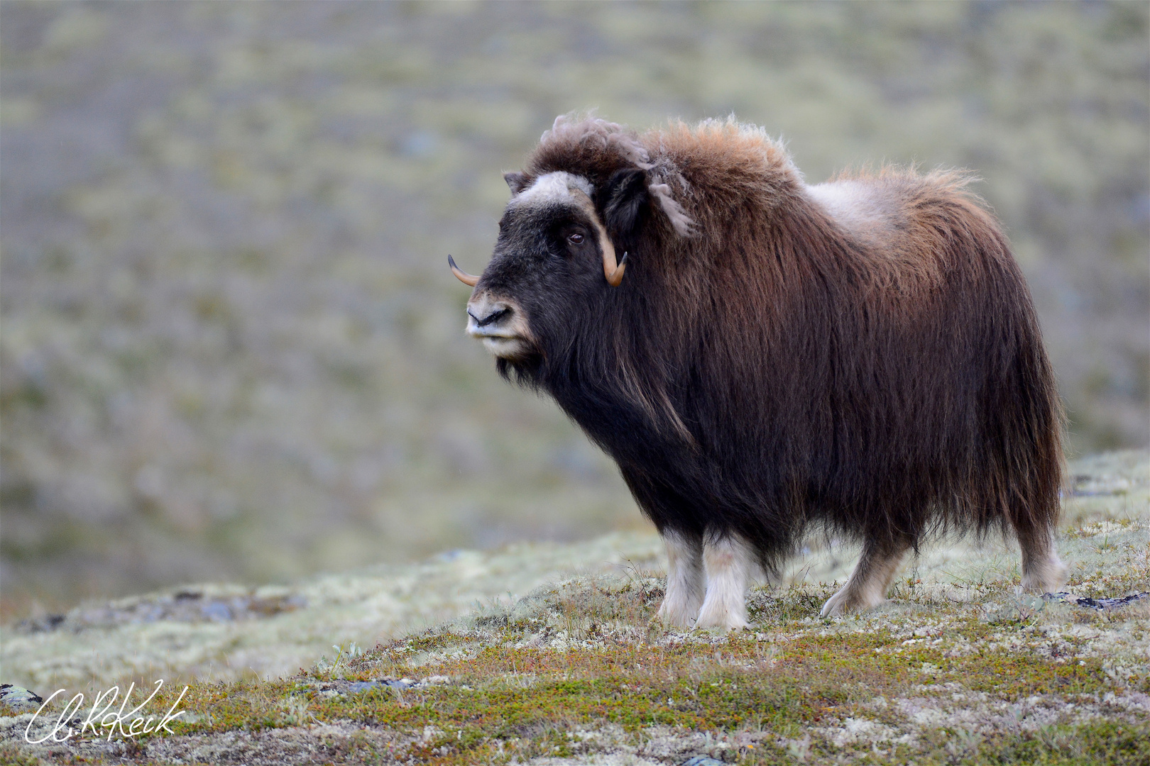 Moschusochse Foto & Bild | meer, natur, norwegen Bilder auf fotocommunity