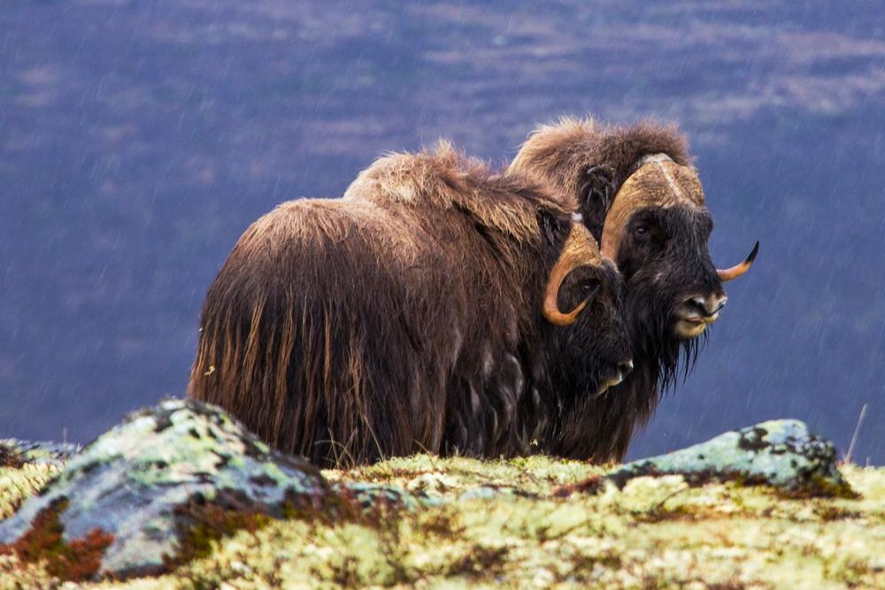 Moschusochse Foto & Bild | säugetiere, fotos, world Bilder auf ...