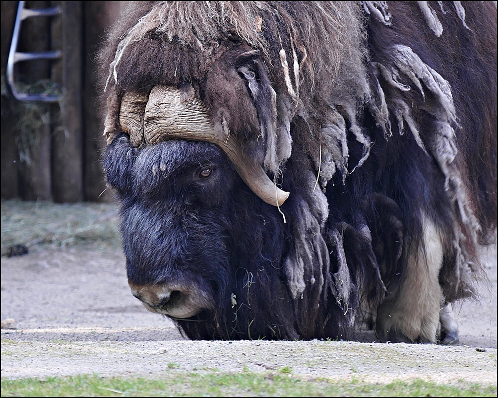 Moschusochse! Foto & Bild | natur, bison, zoo Bilder auf fotocommunity