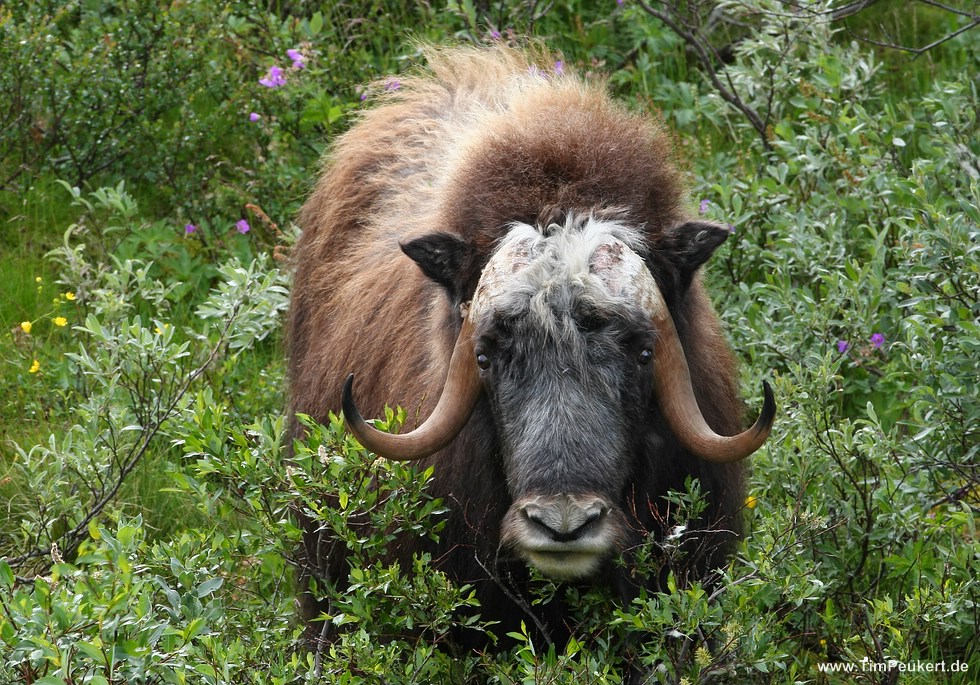 Moschusochse Foto & Bild | tiere, wildlife, säugetiere Bilder auf ...