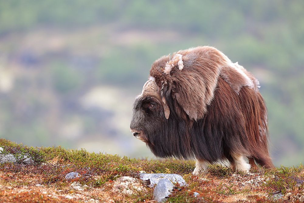 Moschusochse Foto & Bild | wildlife, pflanzenfresser, säugetiere Bilder ...