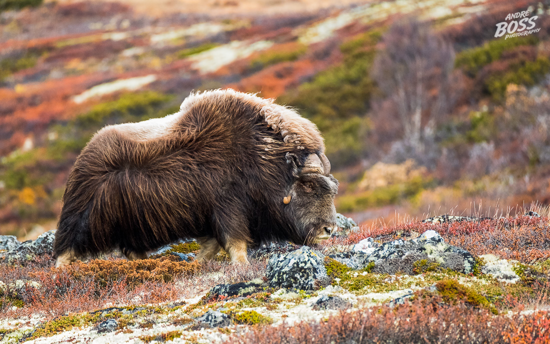 Moschusochse Foto & Bild | natur, herbst, norwegen Bilder auf fotocommunity