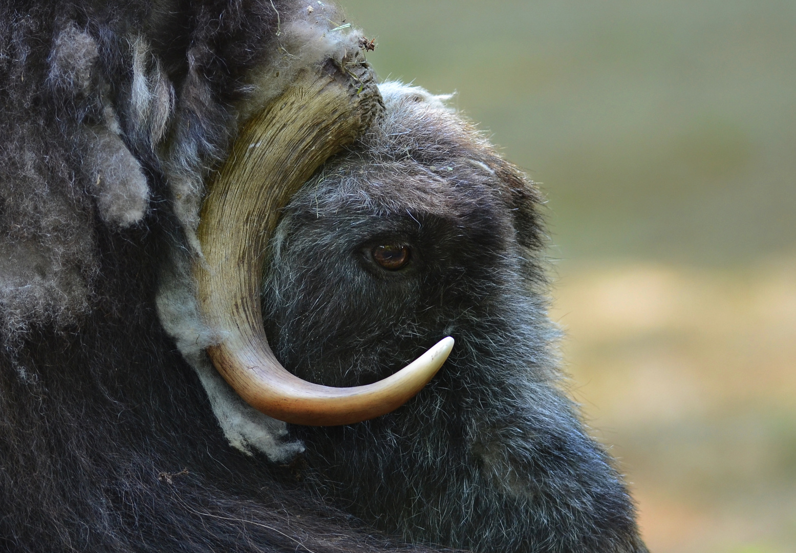 Moschusochse Foto & Bild | tiere, zoo, wildpark & falknerei, säugetiere ...