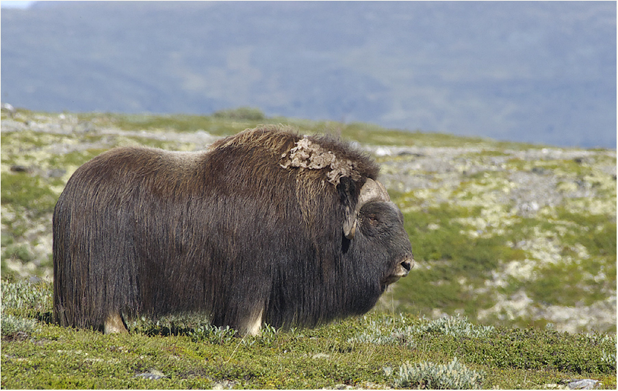 Moschusochse Foto & Bild | tiere, wildlife, säugetiere Bilder auf ...