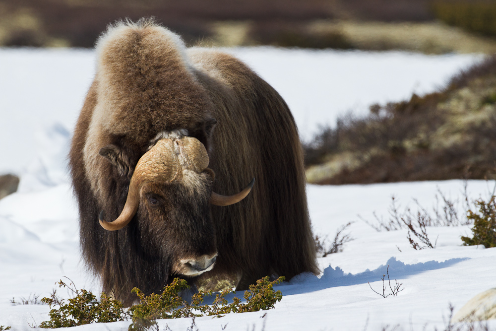 Moschusochse II Foto & Bild | tiere, wildlife, säugetiere Bilder auf ...