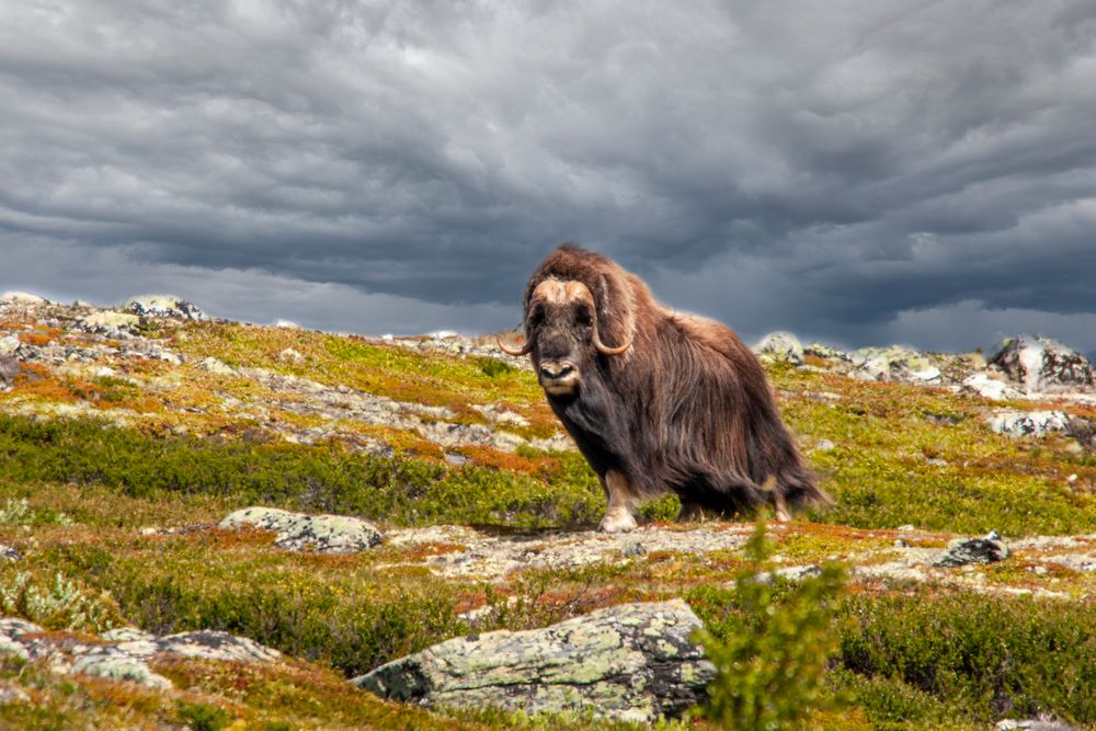 Moschusochse im Dovrefjell Foto & Bild | tiere, wildlife, säugetiere ...