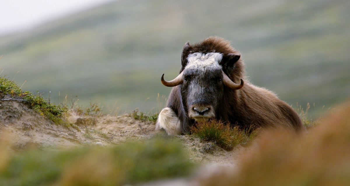 Moschusochse im Dovrefjell Foto & Bild | tiere, wildlife, säugetiere ...
