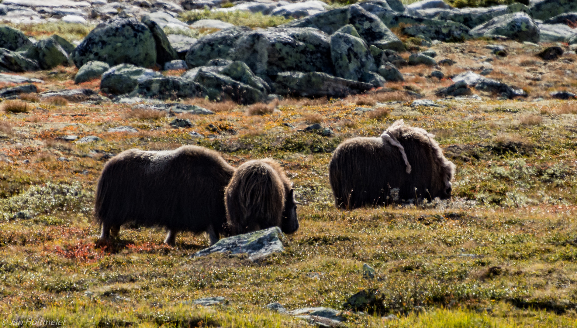 Moschusochsen Foto & Bild | europe, scandinavia, norway Bilder auf ...