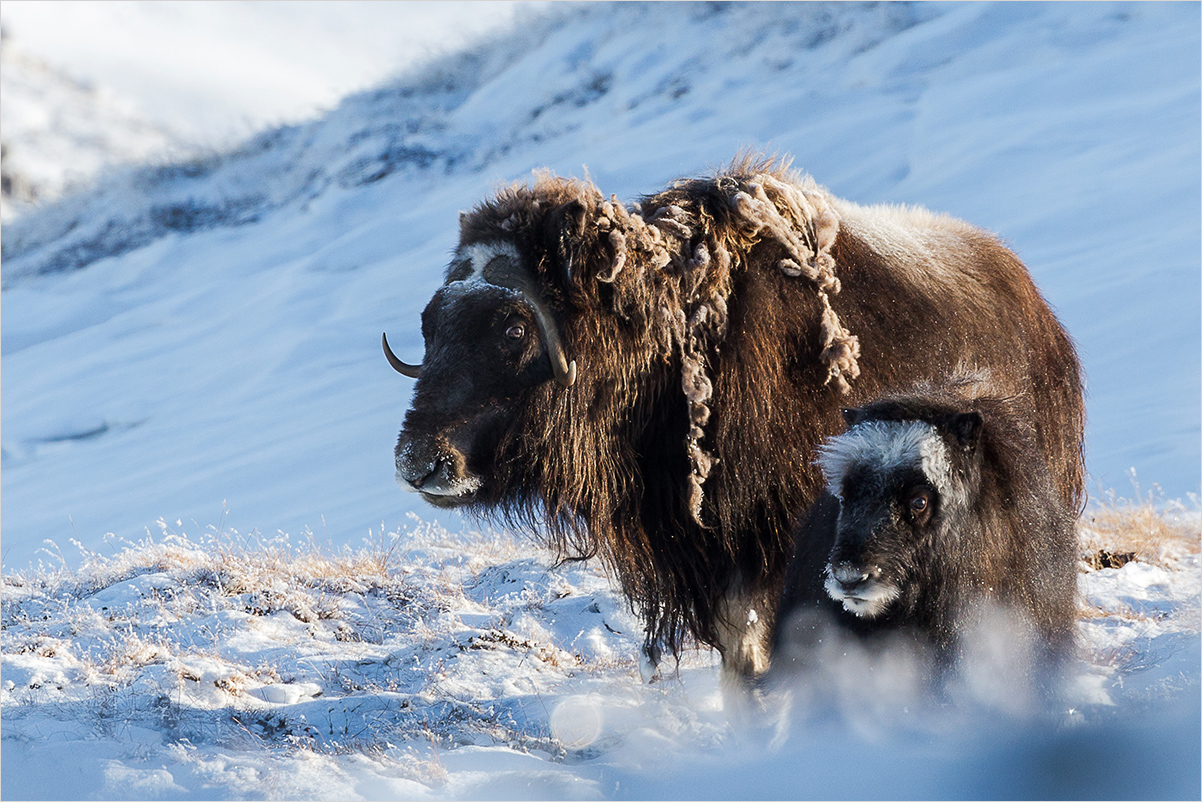 Moschusochsen Foto & Bild | schnee, eis, natur Bilder auf fotocommunity