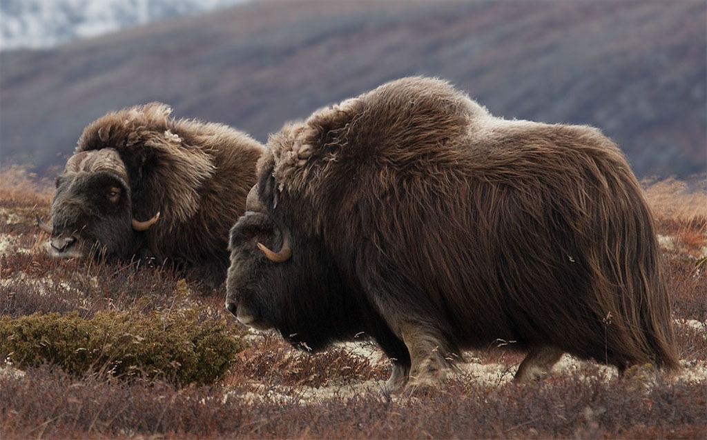 Moschusochsen Dovrefjell, Norwegen Foto & Bild | tiere, wildlife ...
