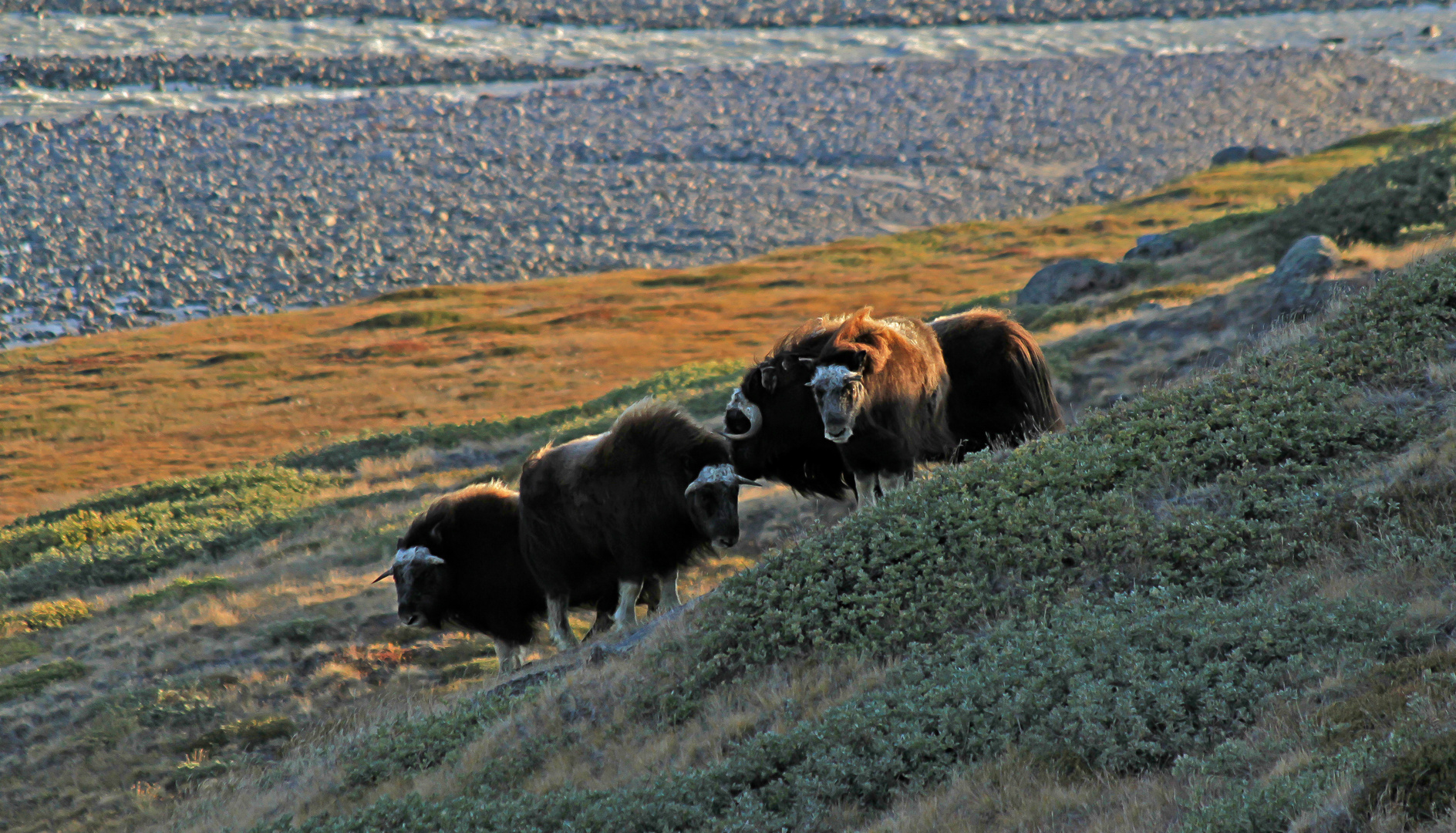 Moschusochsen in Grönland Foto & Bild | tiere, wildlife, gletscher ...