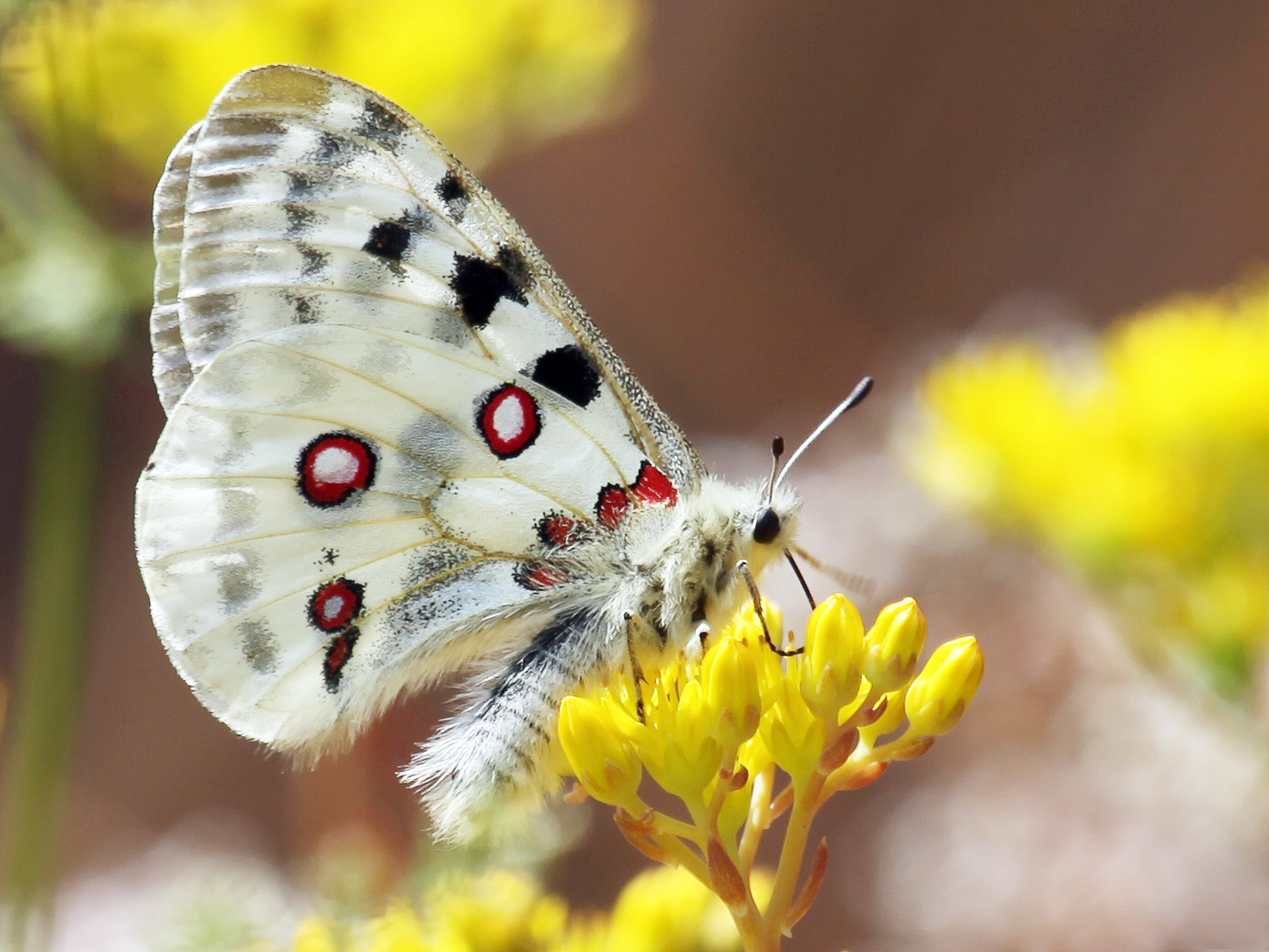 Mosel Apollofalter Foto & Bild | tiere, wildlife, schmetterlinge Bilder ...