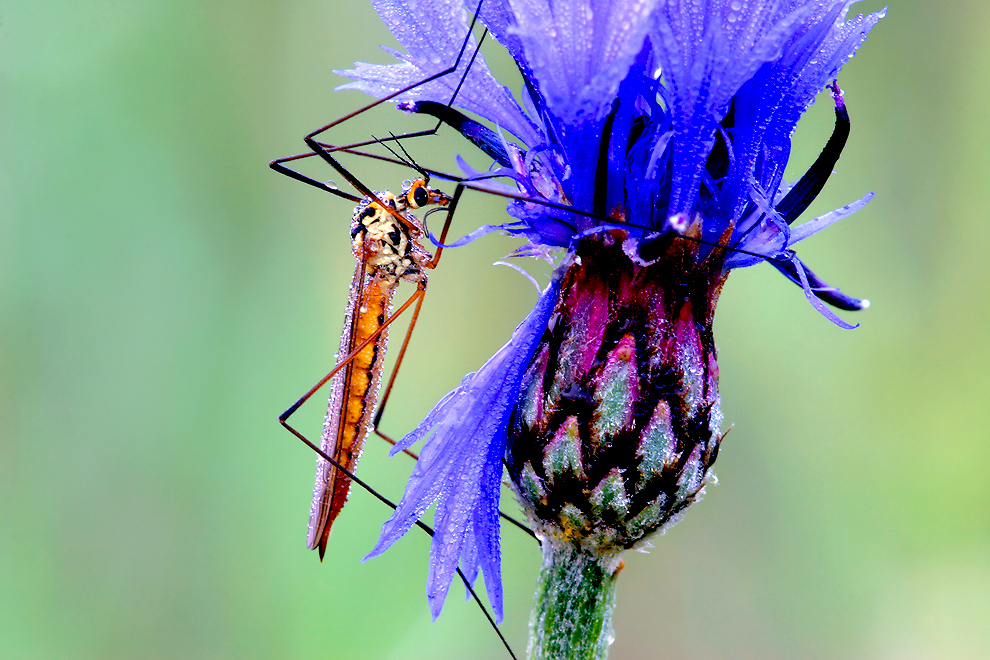 MOSKITO ... Foto & Bild | archiv, a r c h i v aktuell, welt der farben ...