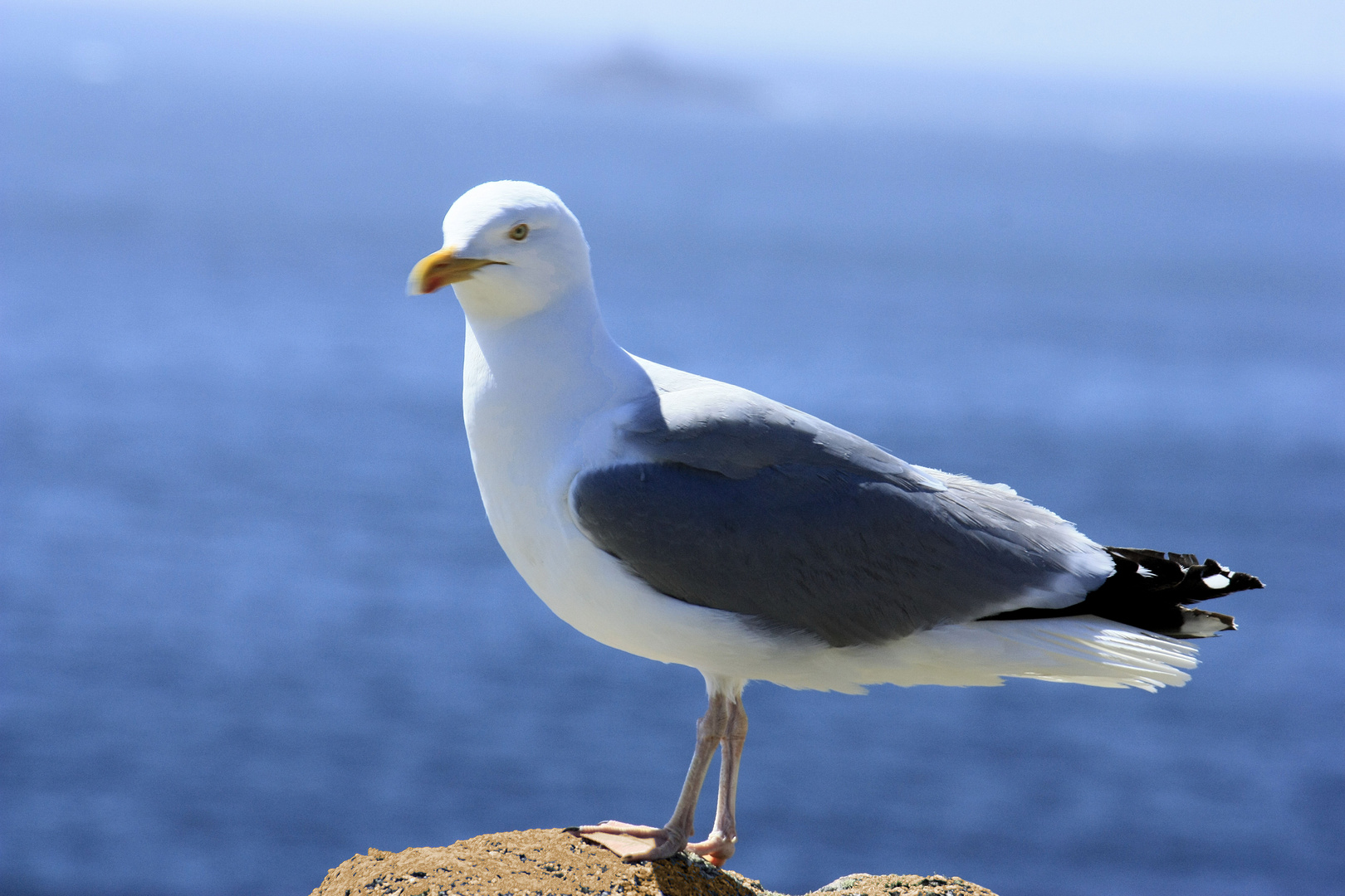 Môssieur le Goélan photo et image | animaux, animaux sauvages, oiseaux ...