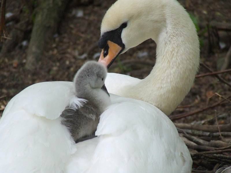Cygnet Swan