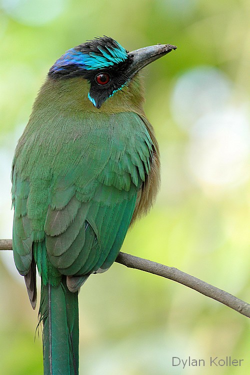 Motmot photo et image | animaux, animaux sauvages, oiseaux Images ...