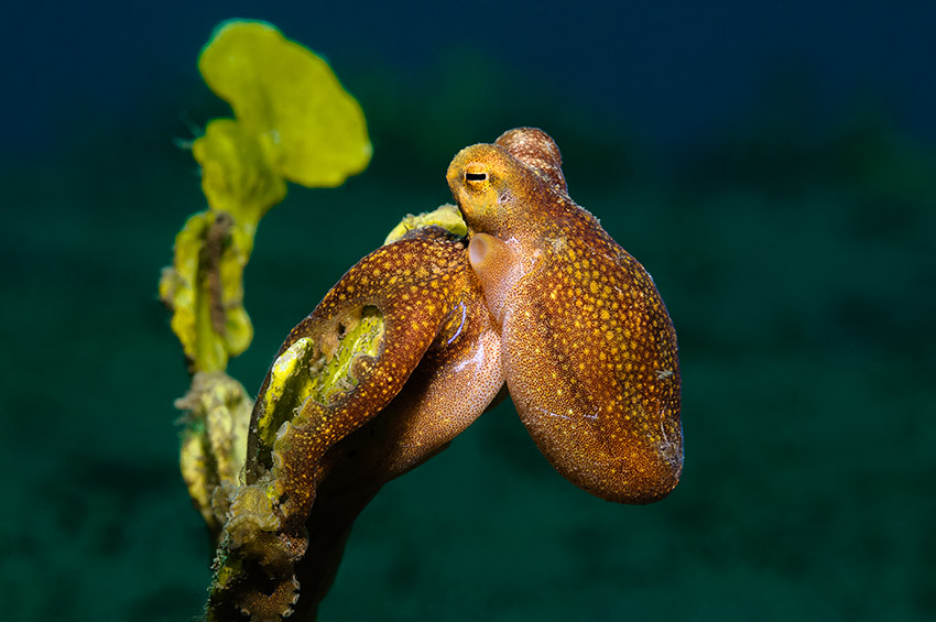 Mototi Oktopuss Foto & Bild | natur, unterwasser, indonesien Bilder auf ...