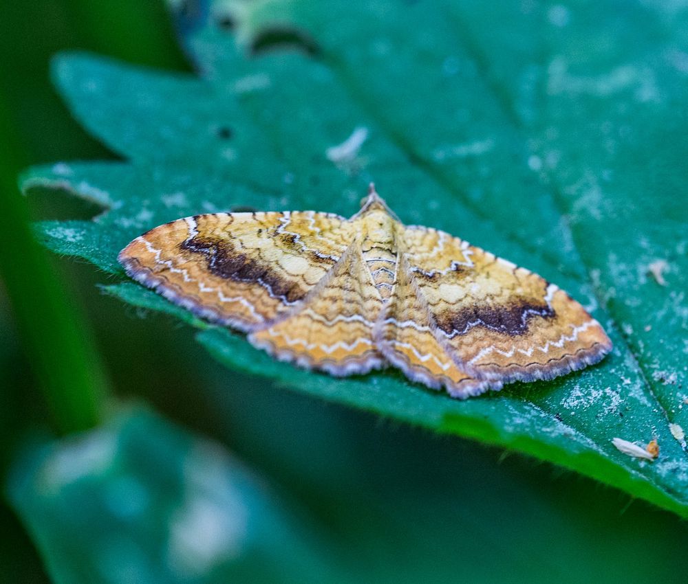 motte Foto & Bild | tiere, wildlife, insekten Bilder auf fotocommunity