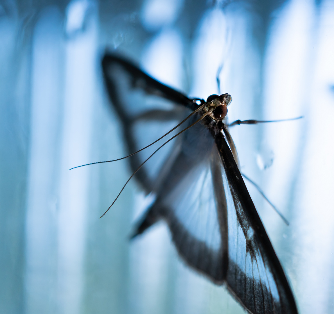 Motte..... Foto & Bild | tiere, wildlife, insekten Bilder auf fotocommunity