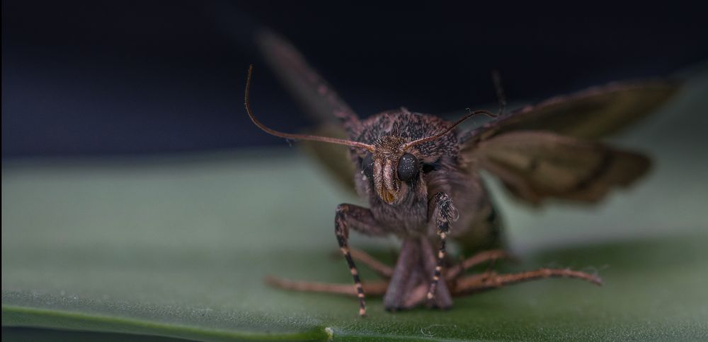 Motte Foto & Bild | landschaft, natur-makros, jahreszeiten Bilder auf ...