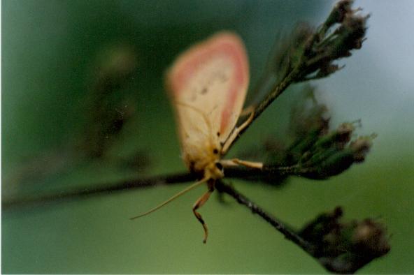 Motte Foto & Bild | tiere, wildlife, schmetterlinge Bilder auf ...