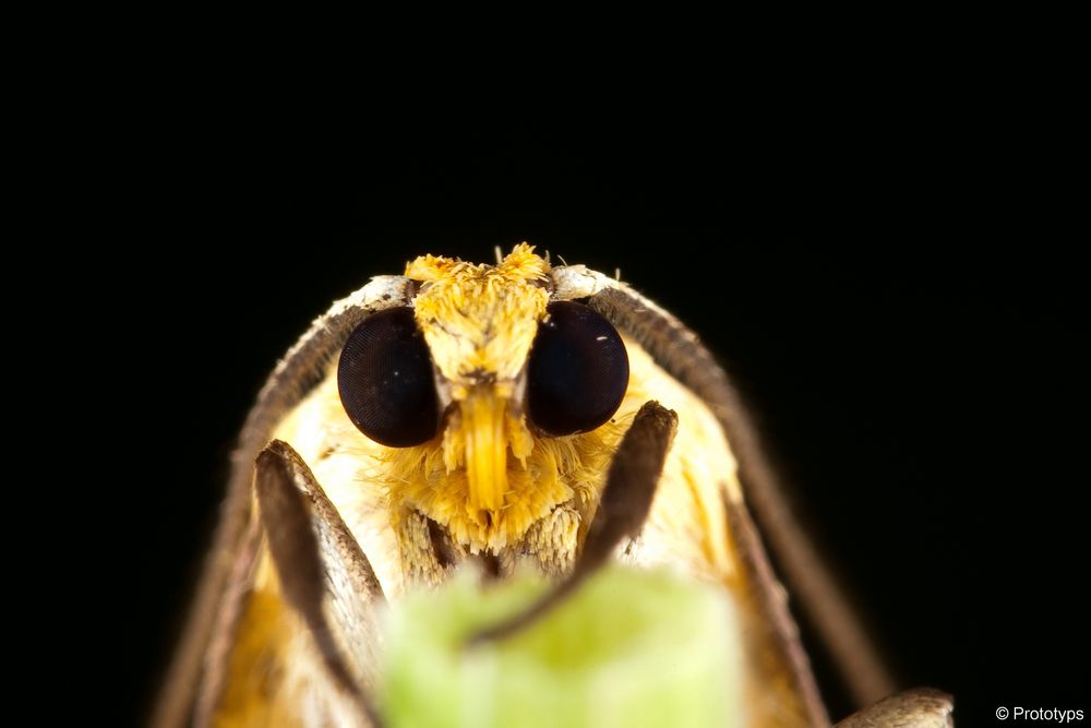 Motte Foto & Bild | tiere, wildlife, schmetterlinge Bilder auf ...