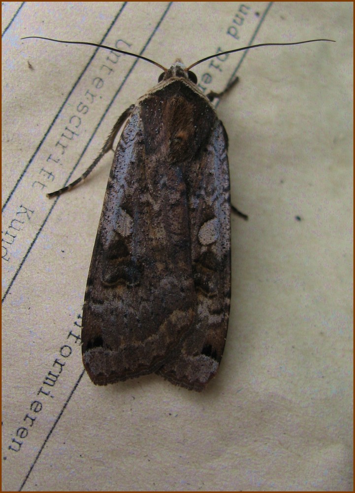 Motten Formular.... Foto & Bild | tiere, wildlife, schmetterlinge ...