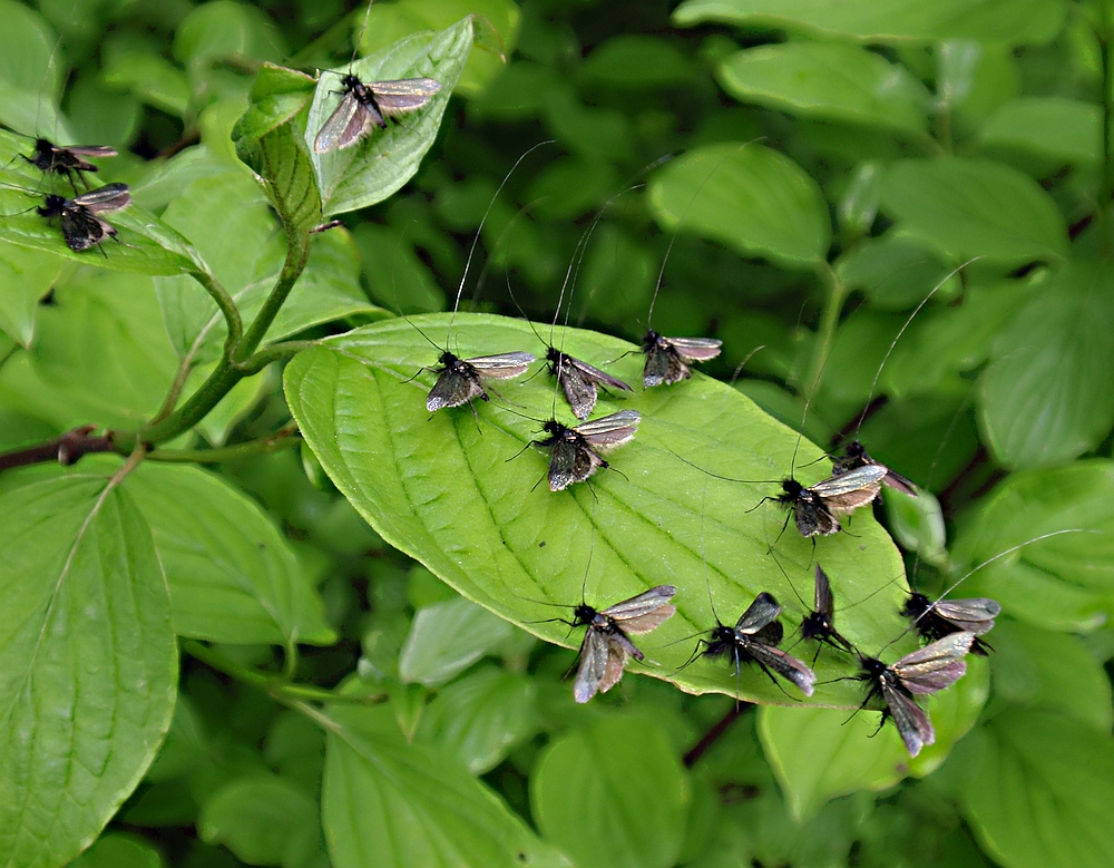Motten - Langhornmotten auf Hartriegel Foto & Bild | tiere, wildlife ...