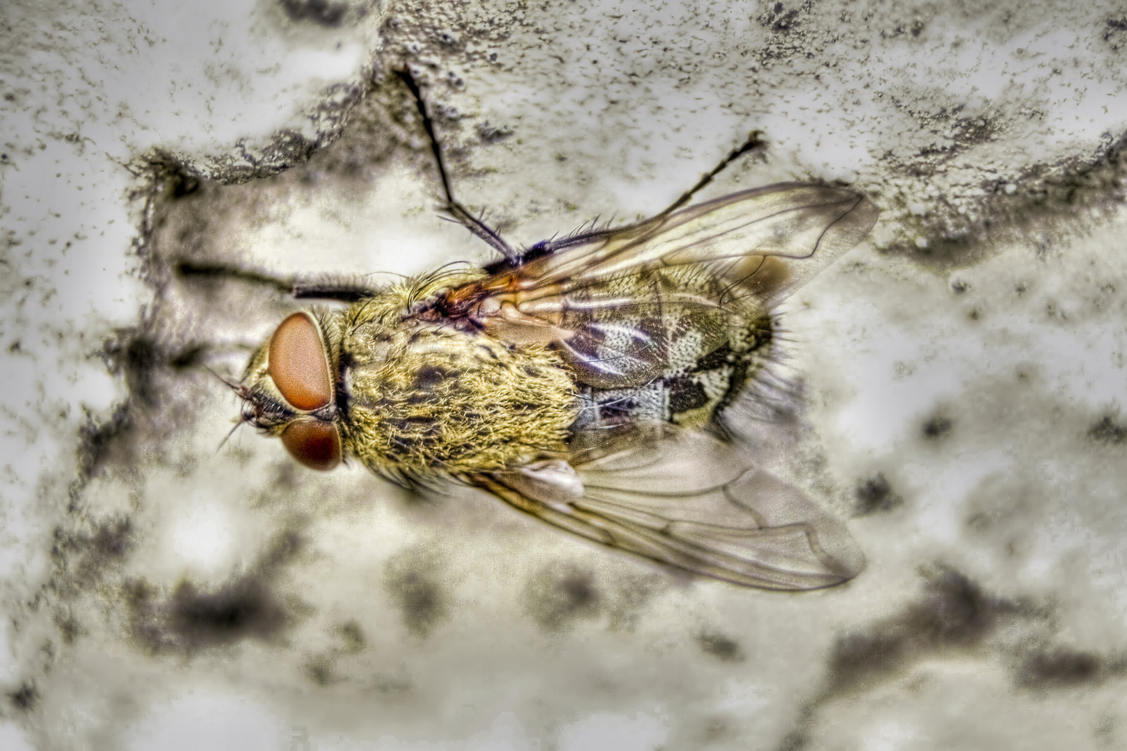 Mouche photo et image | macro nature, macro insectes, hdr Images ...